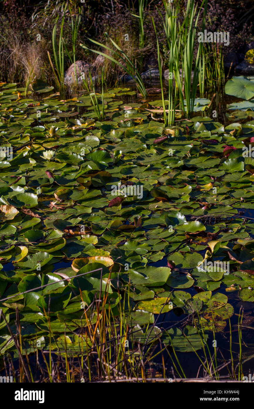 Pool pic hi-res stock photography and images - Alamy