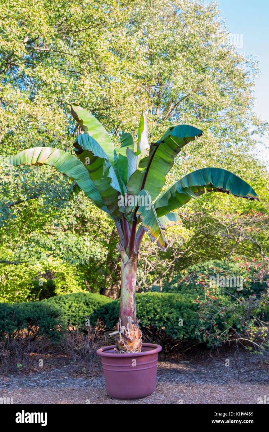 Banana Leaf Plant Outdoor