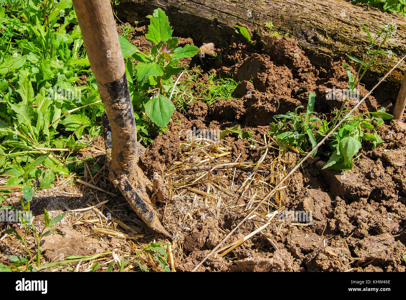 The process of digging the ground with a shovel in the garden before ...