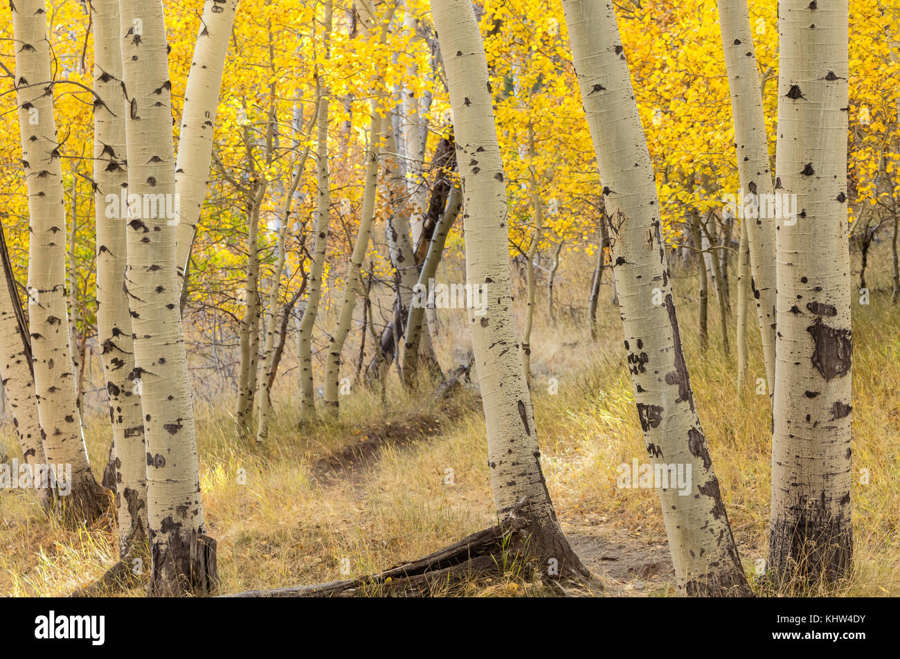 close up of the quaking aspen tree trunks (Populus tremuloides), with ...