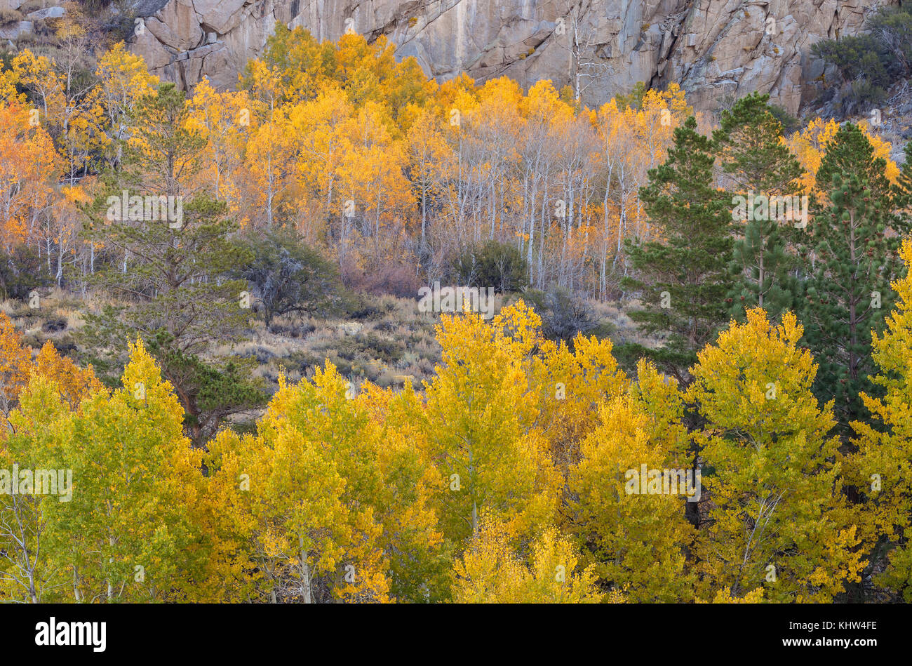Aspen trees (Populus tremuloides) in their fall foliage, June Lake Loop ...