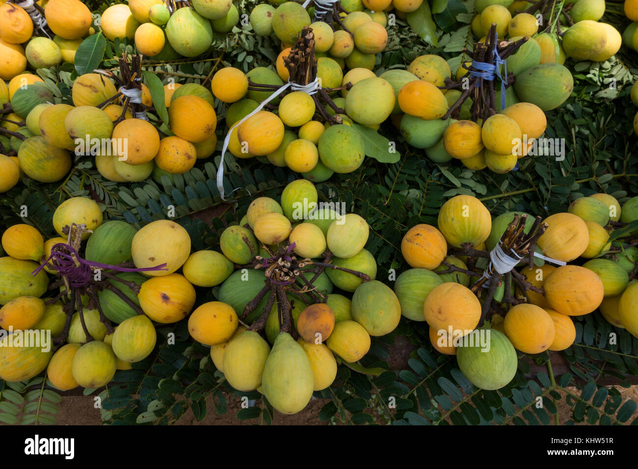 Kuy (Willughbeia edulis aka Willughbeia cochinchinensis) is a tropical ...
