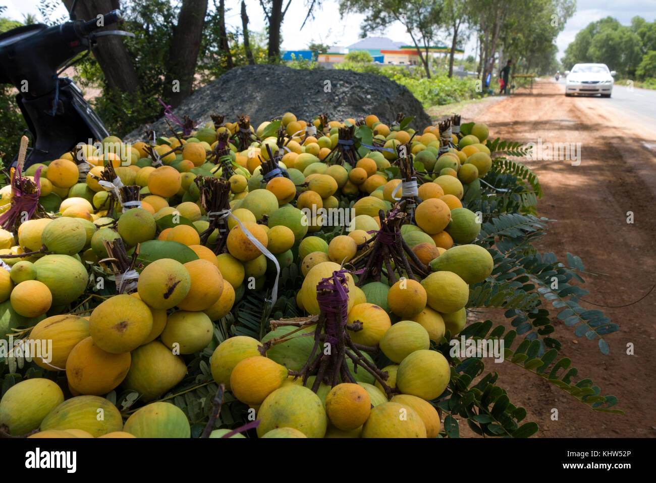 Willughbeia edulis hi-res stock photography and images - Alamy