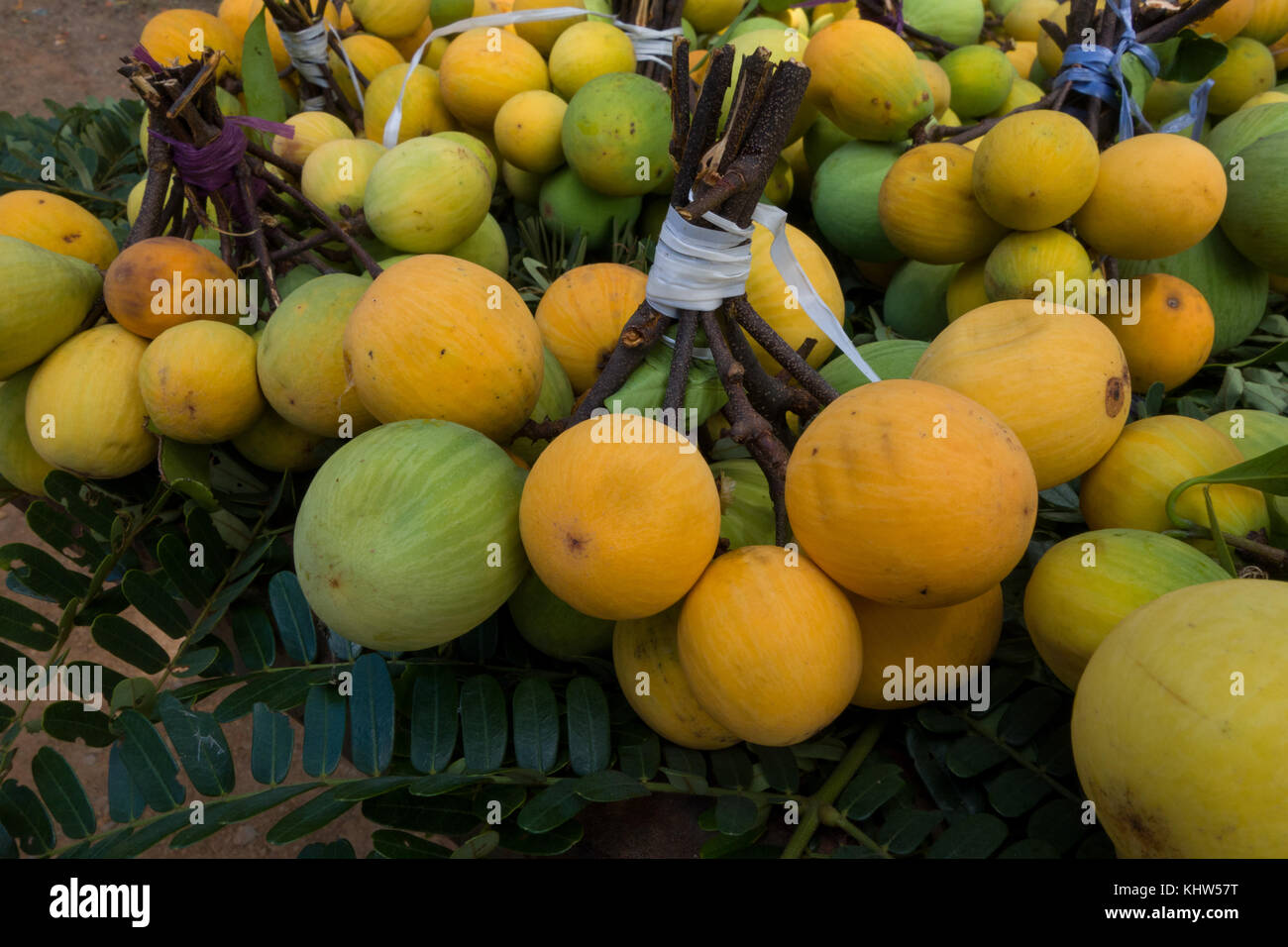 Kuy (Willughbeia edulis aka Willughbeia cochinchinensis) is a tropical ...