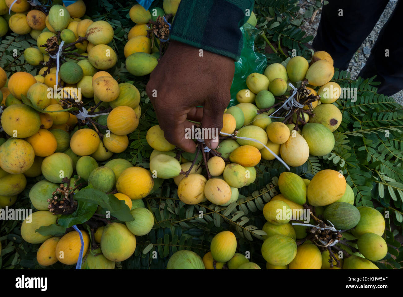 Kuy (Willughbeia edulis aka Willughbeia cochinchinensis) is a tropical ...