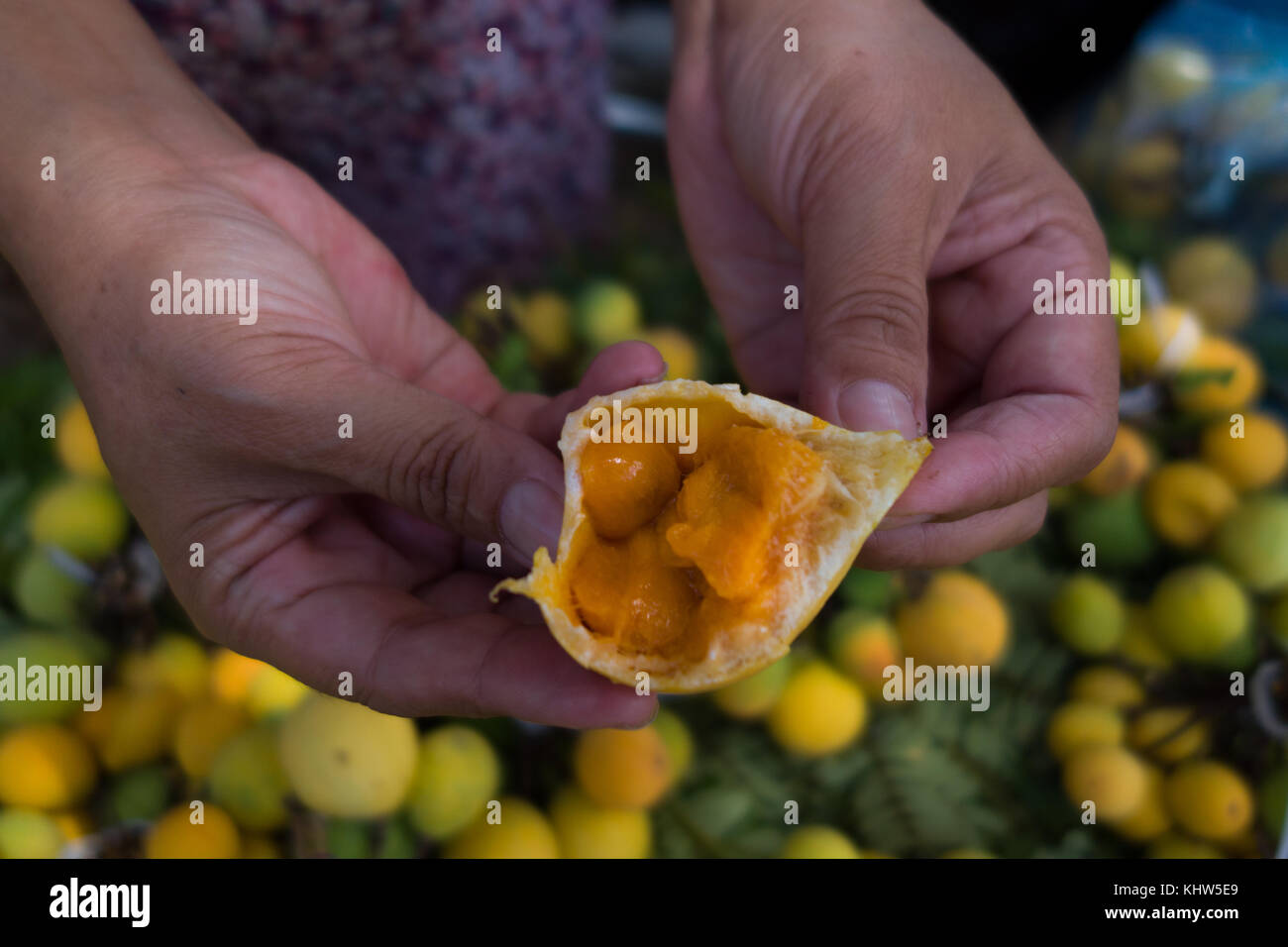 Kuy (Willughbeia edulis aka Willughbeia cochinchinensis) is a tropical ...