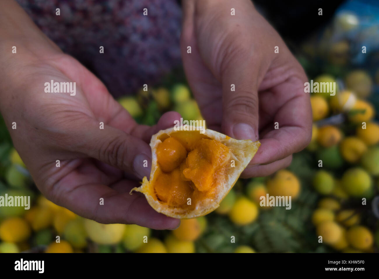 Willughbeia edulis hi-res stock photography and images - Alamy