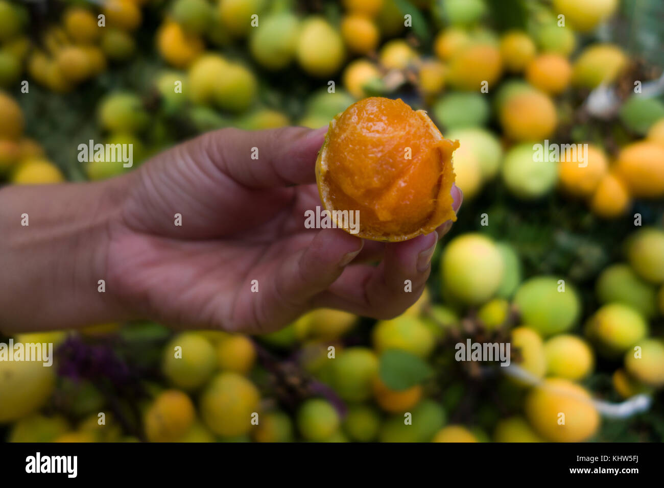 Kuy (Willughbeia edulis aka Willughbeia cochinchinensis) is a tropical ...