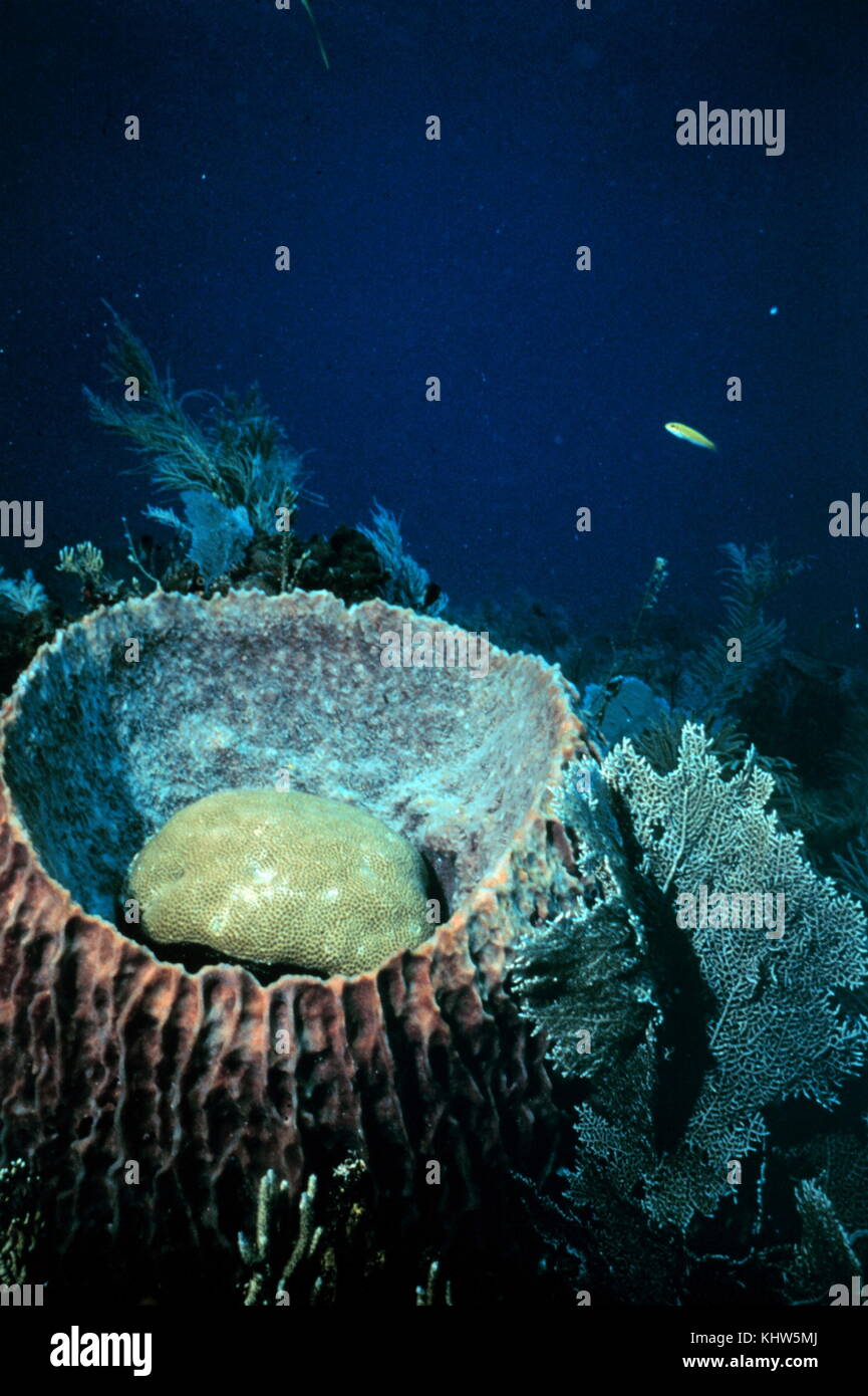 Photograph of a Callyspongia plicifera. Callyspongia plicifera, the ...