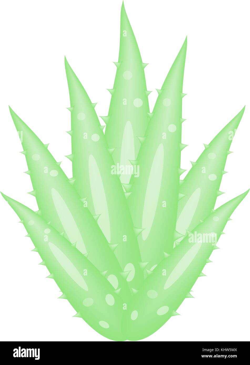 Slice Aloe Vera (Aloe barbadensis Mill.,Star cactus, Aloe, Aloin ...