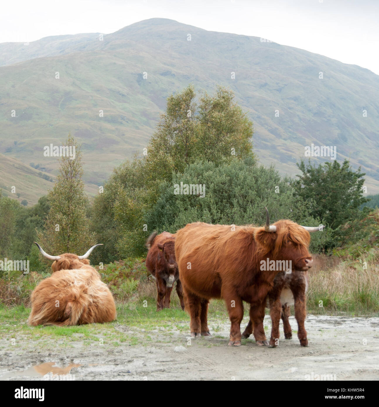 Highland cow in mud scotland hi-res stock photography and images - Alamy