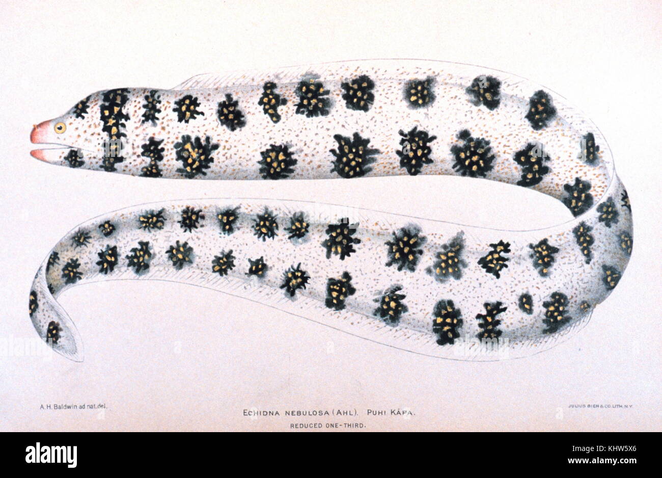 Illustration depicting a Snowflake moray, a species of marine fish of ...