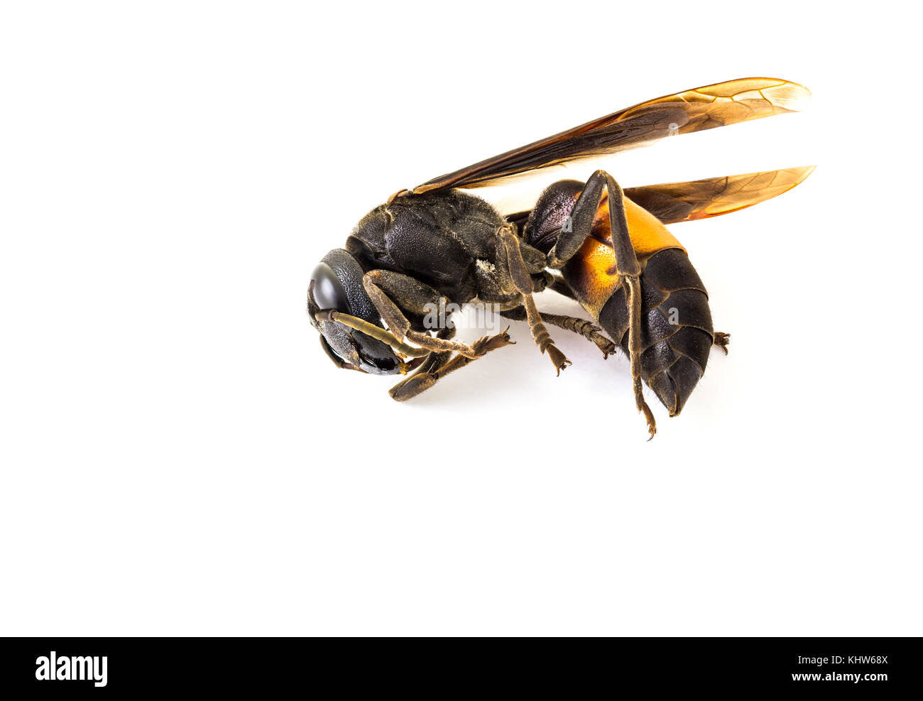 Dead insect with striped pattern, isolated on white background Stock ...