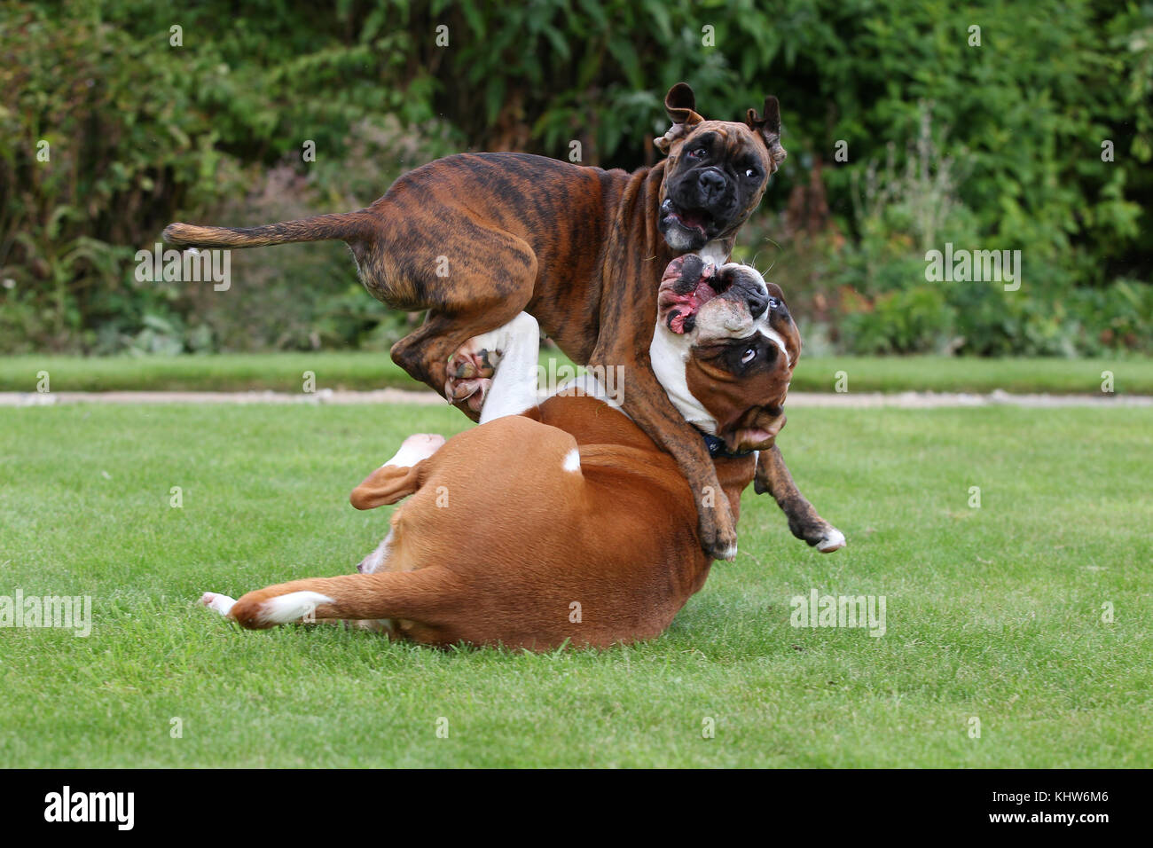Puppy playing boxer hi-res stock photography and images - Alamy