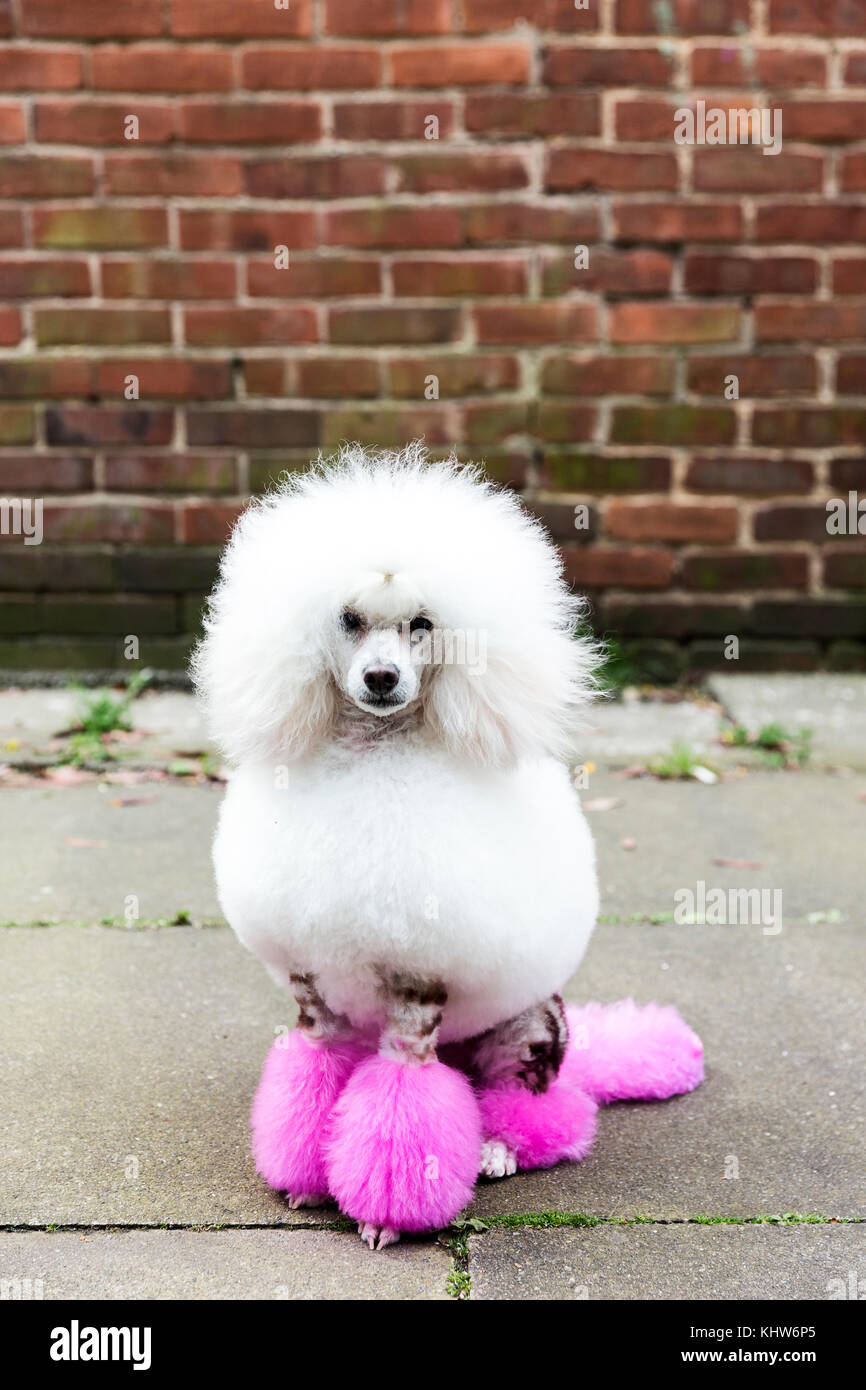 Shaved animal hi-res stock photography and images - Alamy