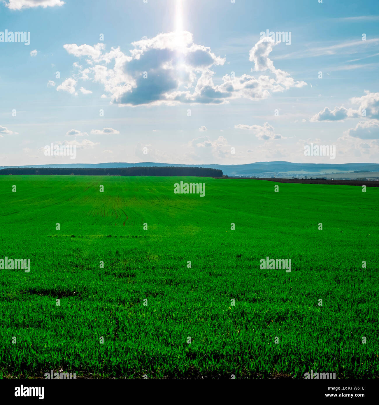 Grassy field, Ural, Sverdlovsk, Russia Stock Photo - Alamy