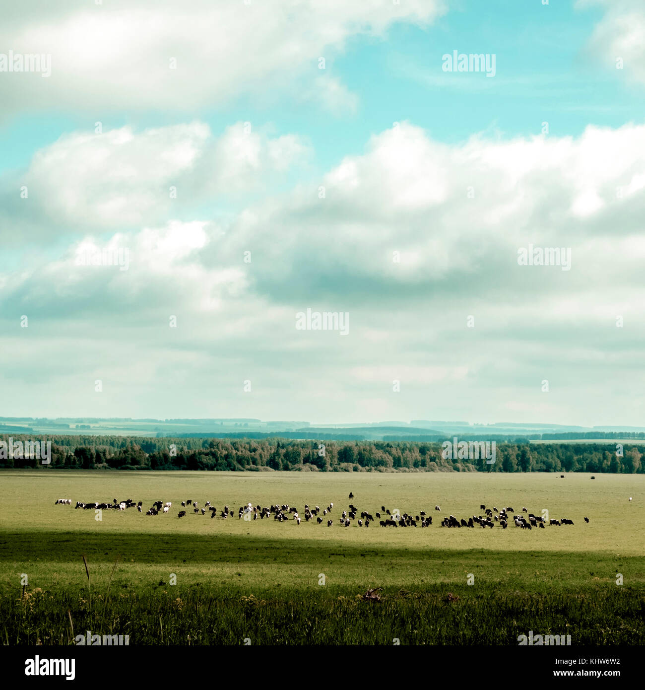 Herd of cows, Ural, Sverdlovsk, Russia Stock Photo - Alamy