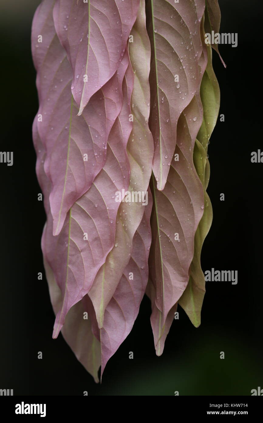 Fromager tree hi-res stock photography and images - Alamy