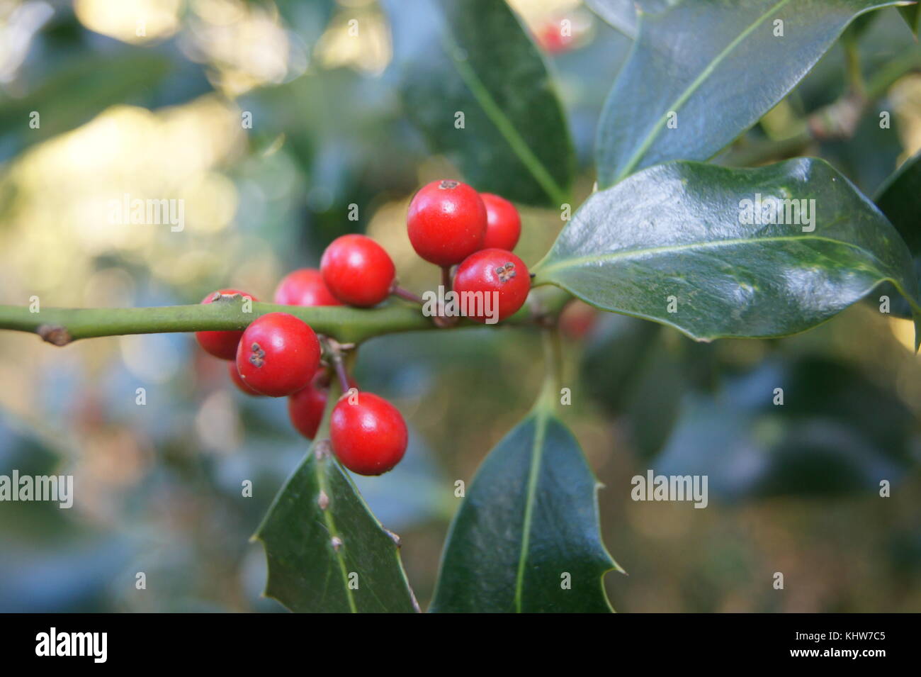 The holly bears the thorn Stock Photo - Alamy