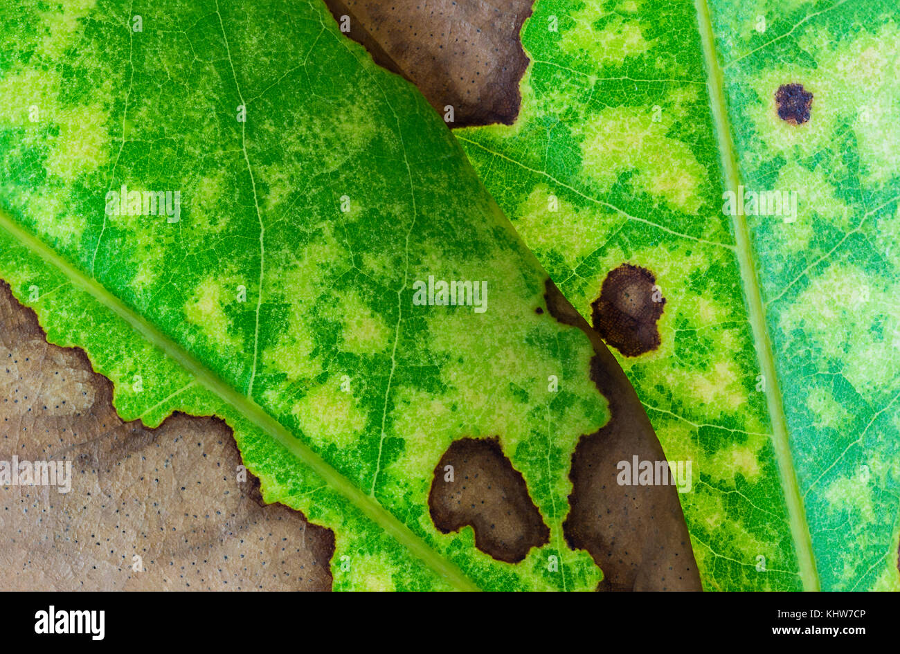 State of Natural leaf before turning to dry leaf Stock Photo - Alamy
