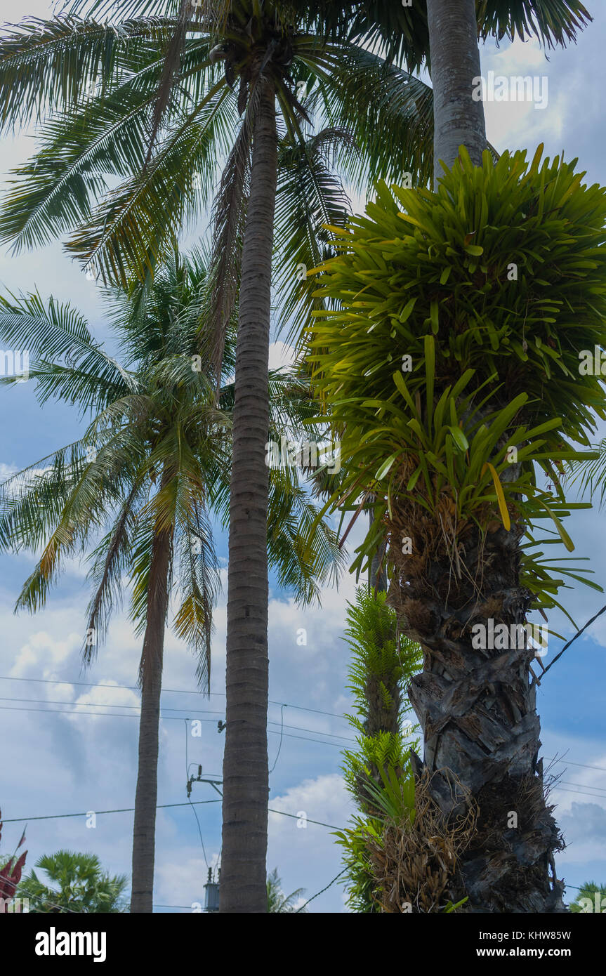Palm tree with orchids growing in Wat Kbal Damrei (means Elephant's ...
