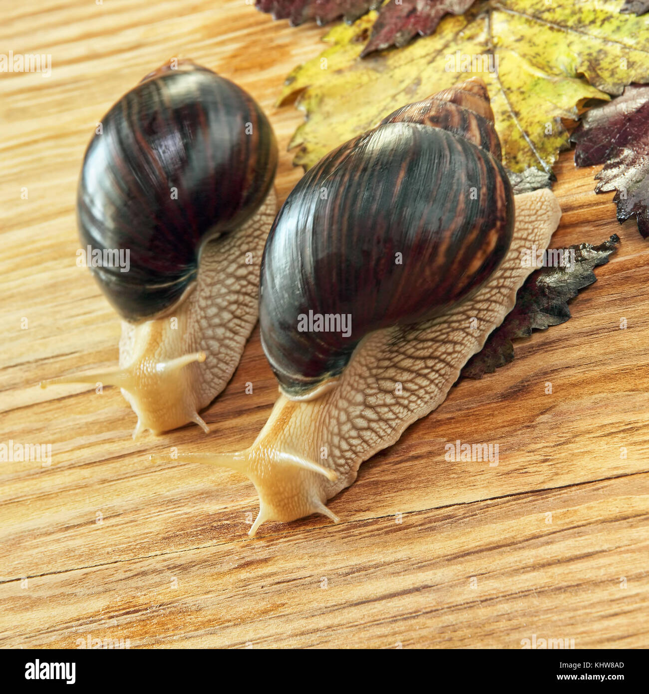Pair of Giant african Achatina snails on wooden background with grape ...