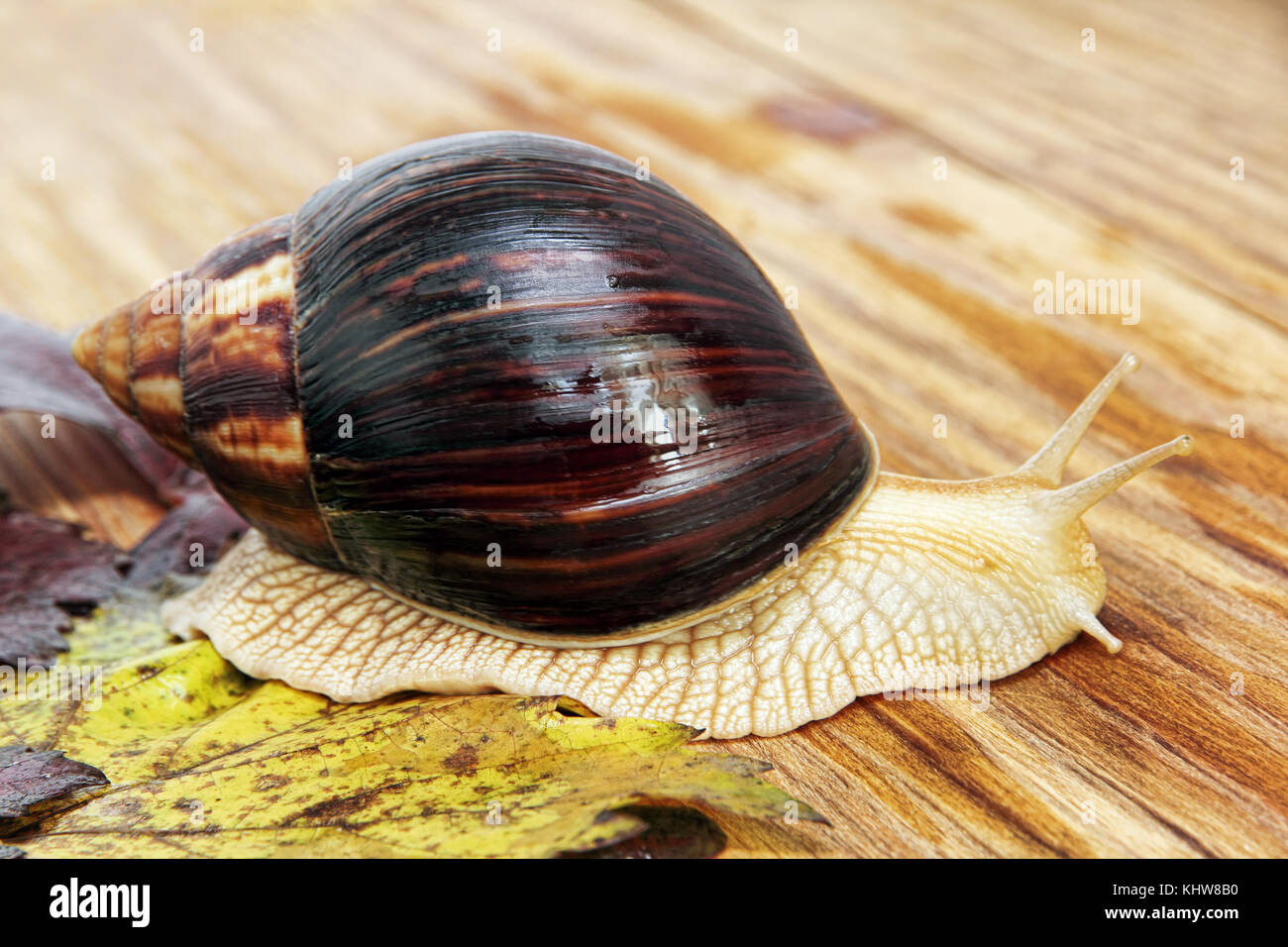 Giant african Achatina snail on wooden background with grape leaf taken ...
