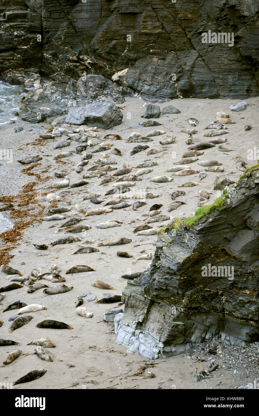 Mutton cove seals hi-res stock photography and images - Alamy