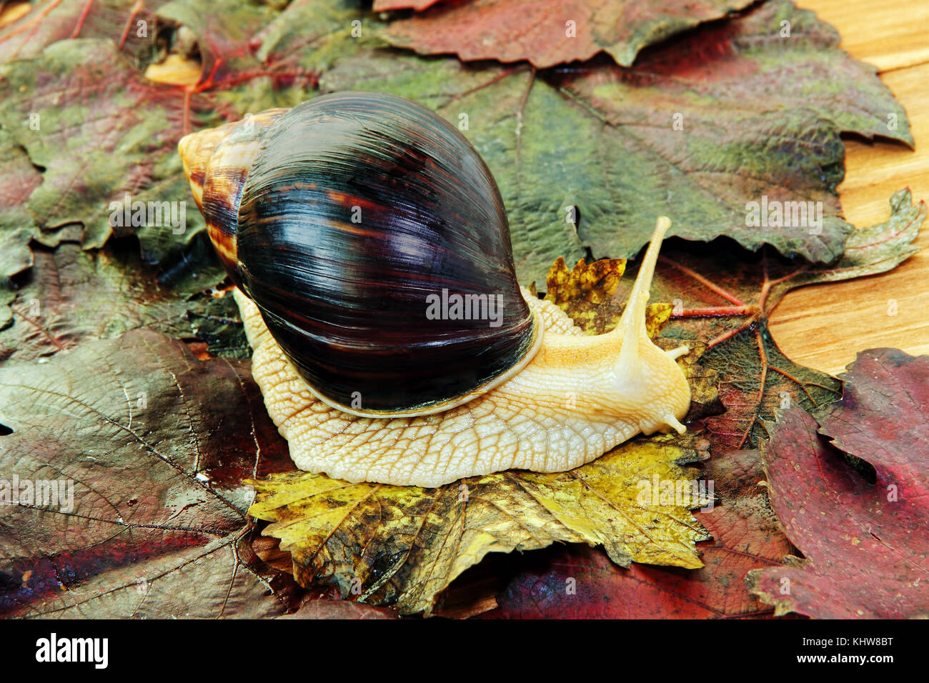 Giant african Achatina snail on colorful autumn grape leaf taken ...