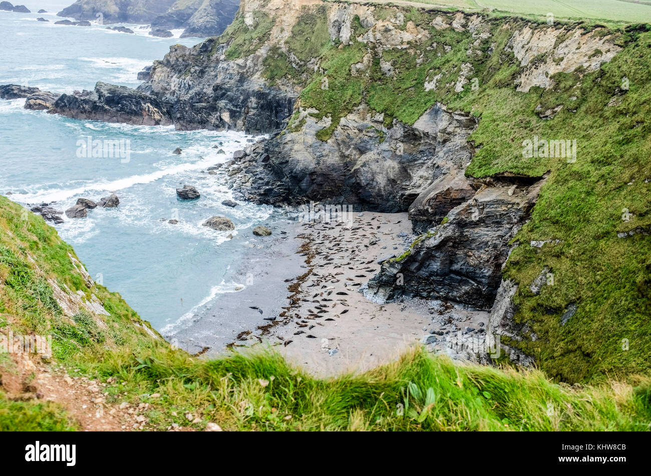 Mutton cove seals hi-res stock photography and images - Alamy