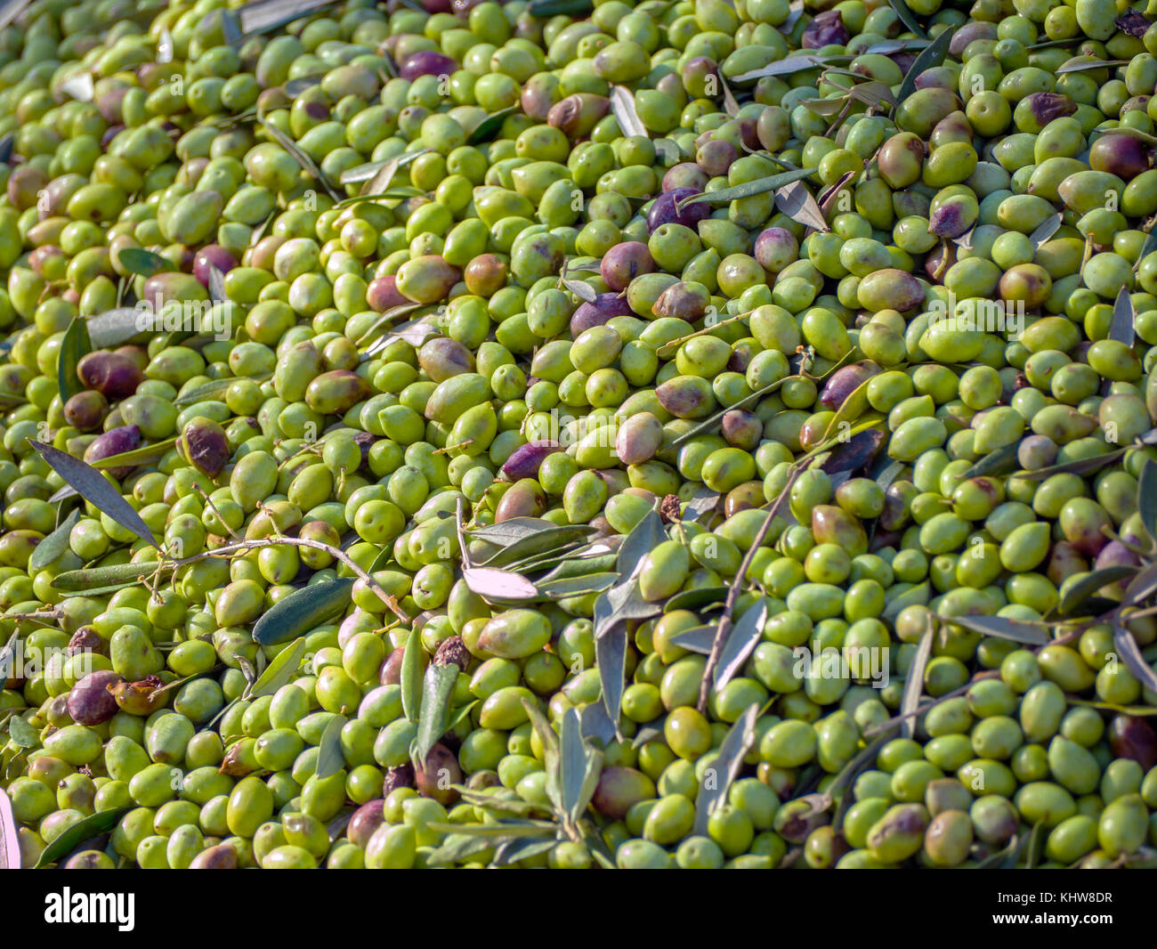 closeup of olives in a mill factory for extracting extra virgin olive ...
