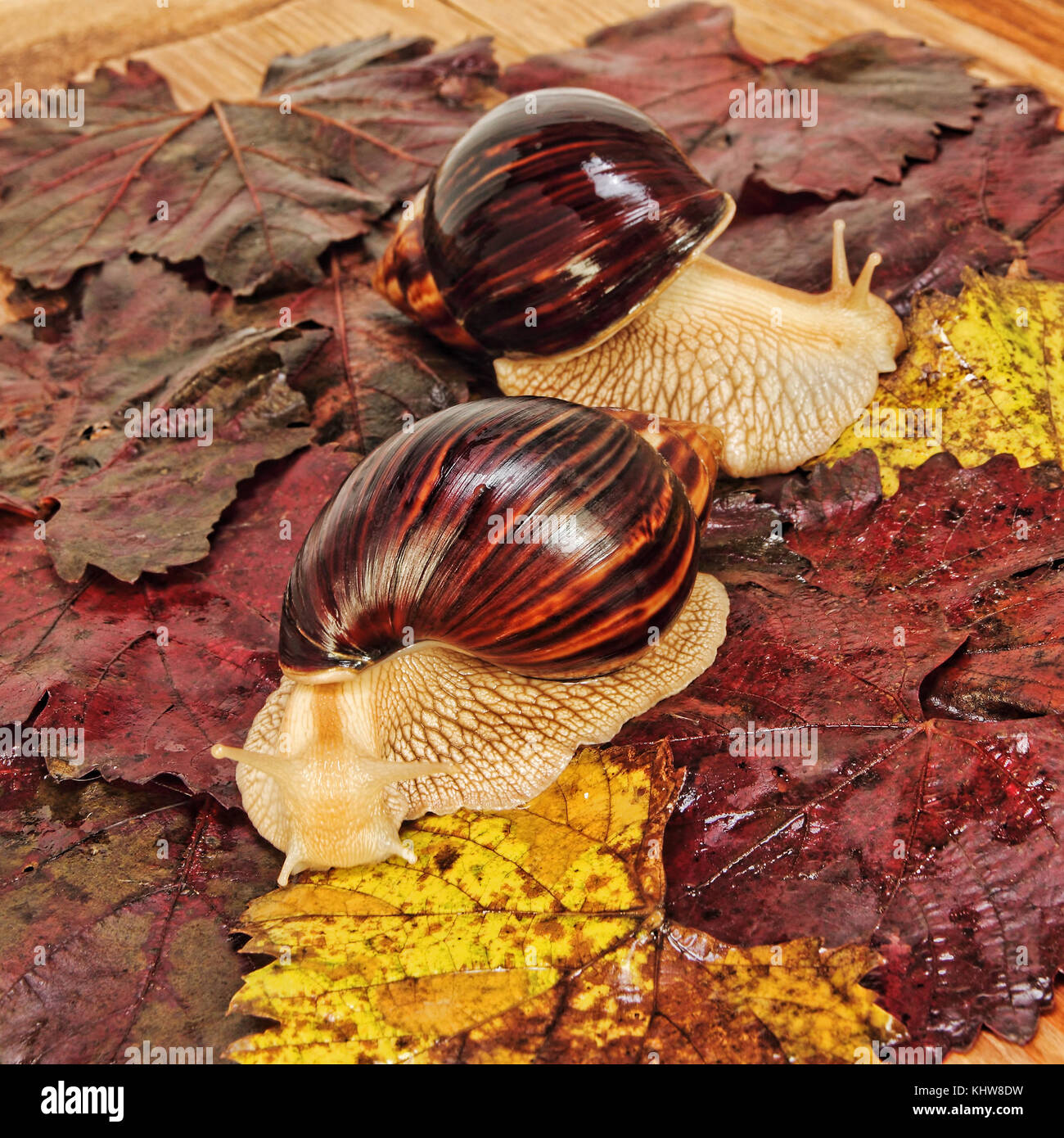 Giant african snails hi-res stock photography and images - Alamy