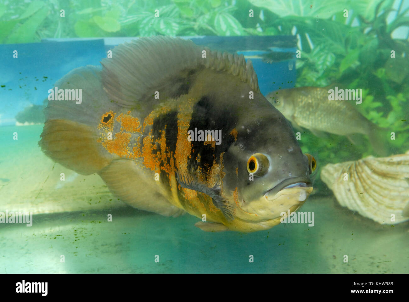 Exotic fish in the aquarium Stock Photo - Alamy