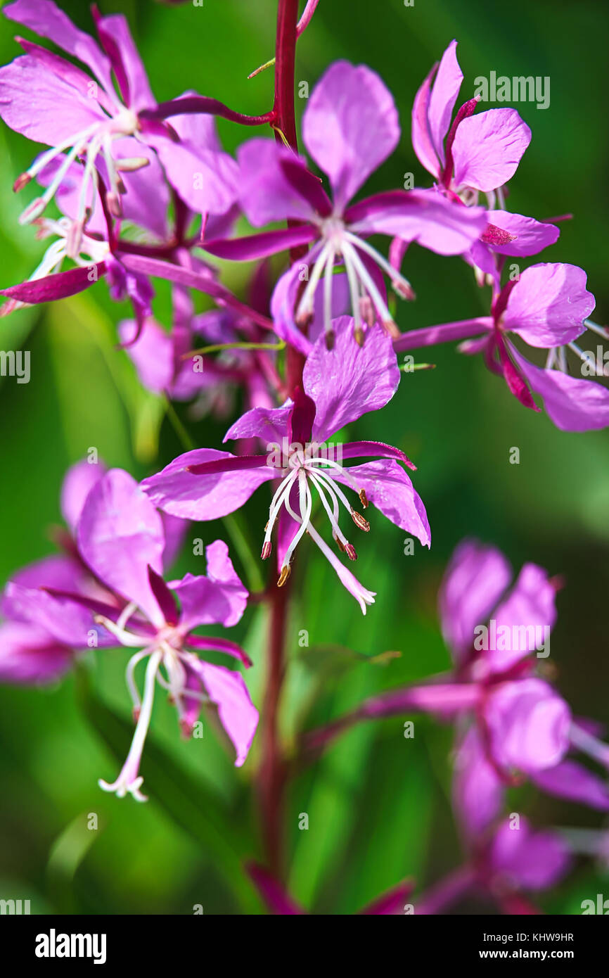 Closeup view of purple fireweed flowers on a green background Stock ...