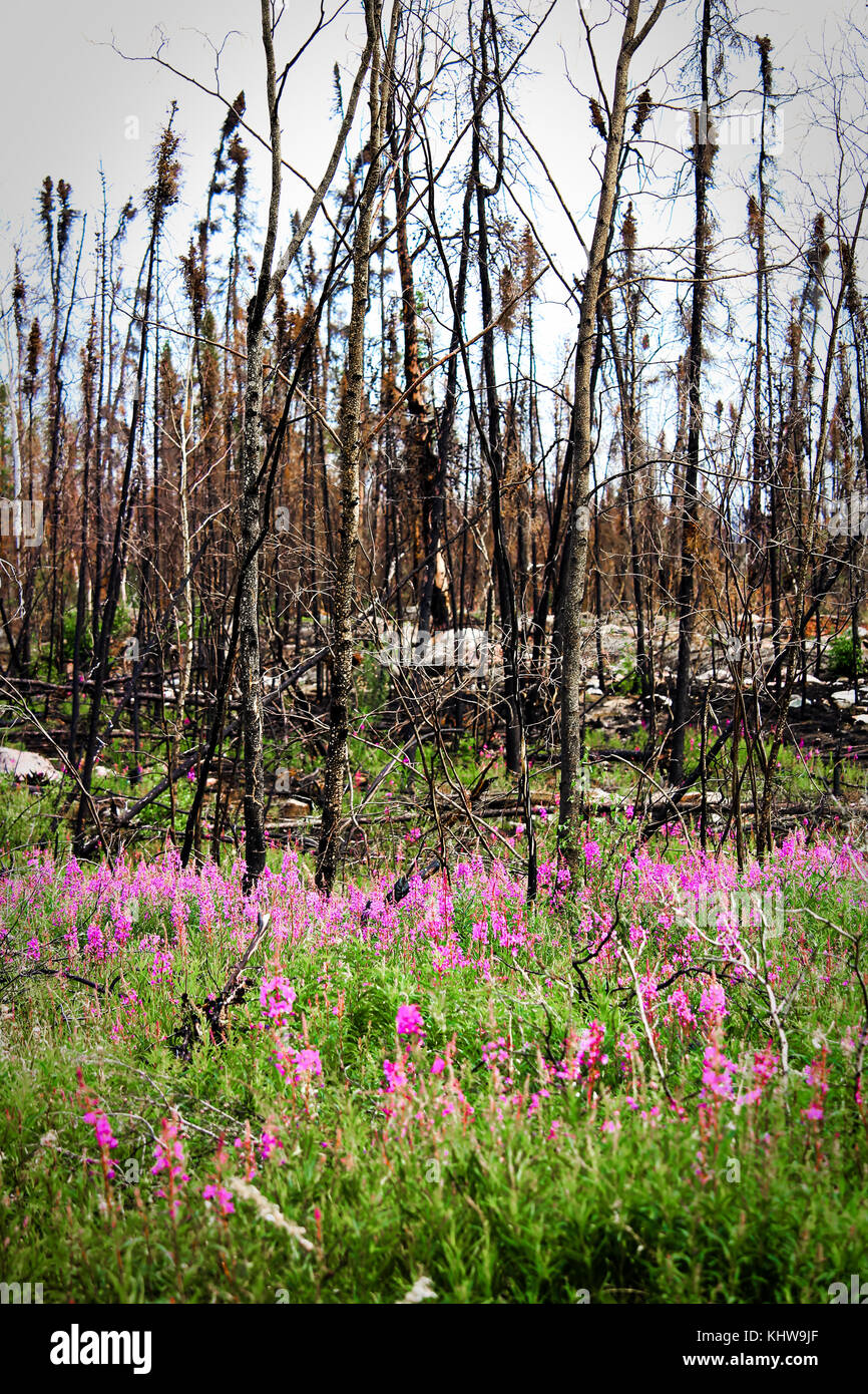 The first growth of plants after a devastating forest fire Stock Photo ...