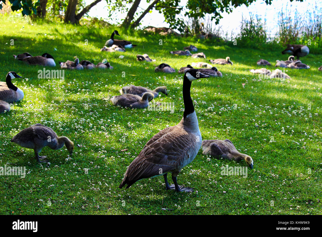 A mother goose guards several juvenile geese families Stock Photo - Alamy