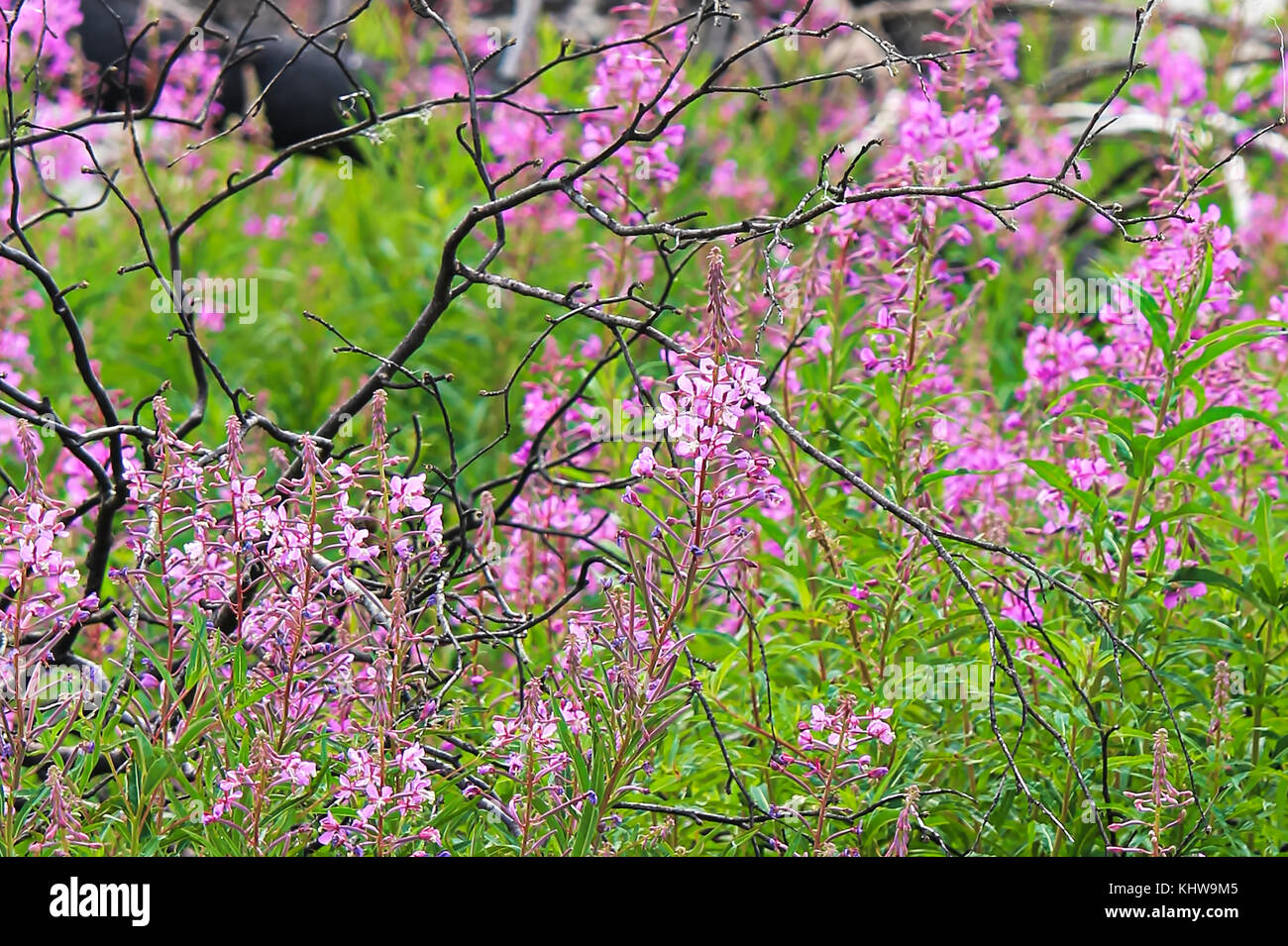 Fireweed forest burn hi-res stock photography and images - Alamy