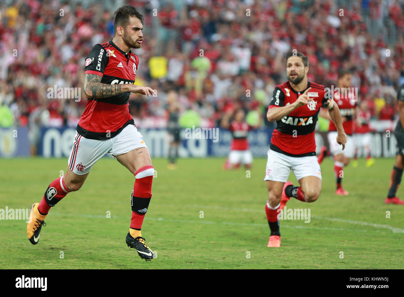 Ninho de urubu hi-res stock photography and images - Alamy