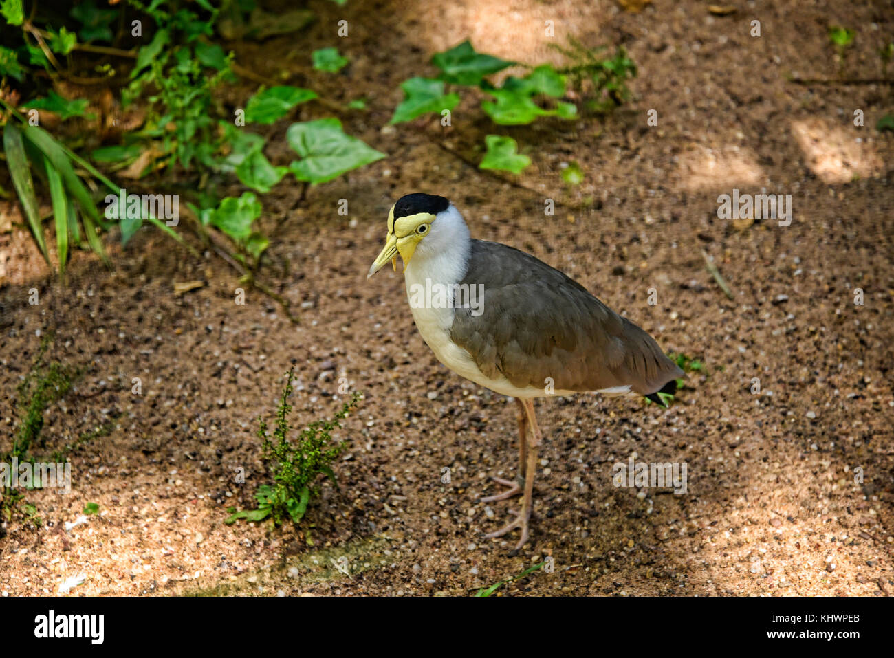 Bird Garden at Beautiful Country House near Leeds West Yorkshire that ...