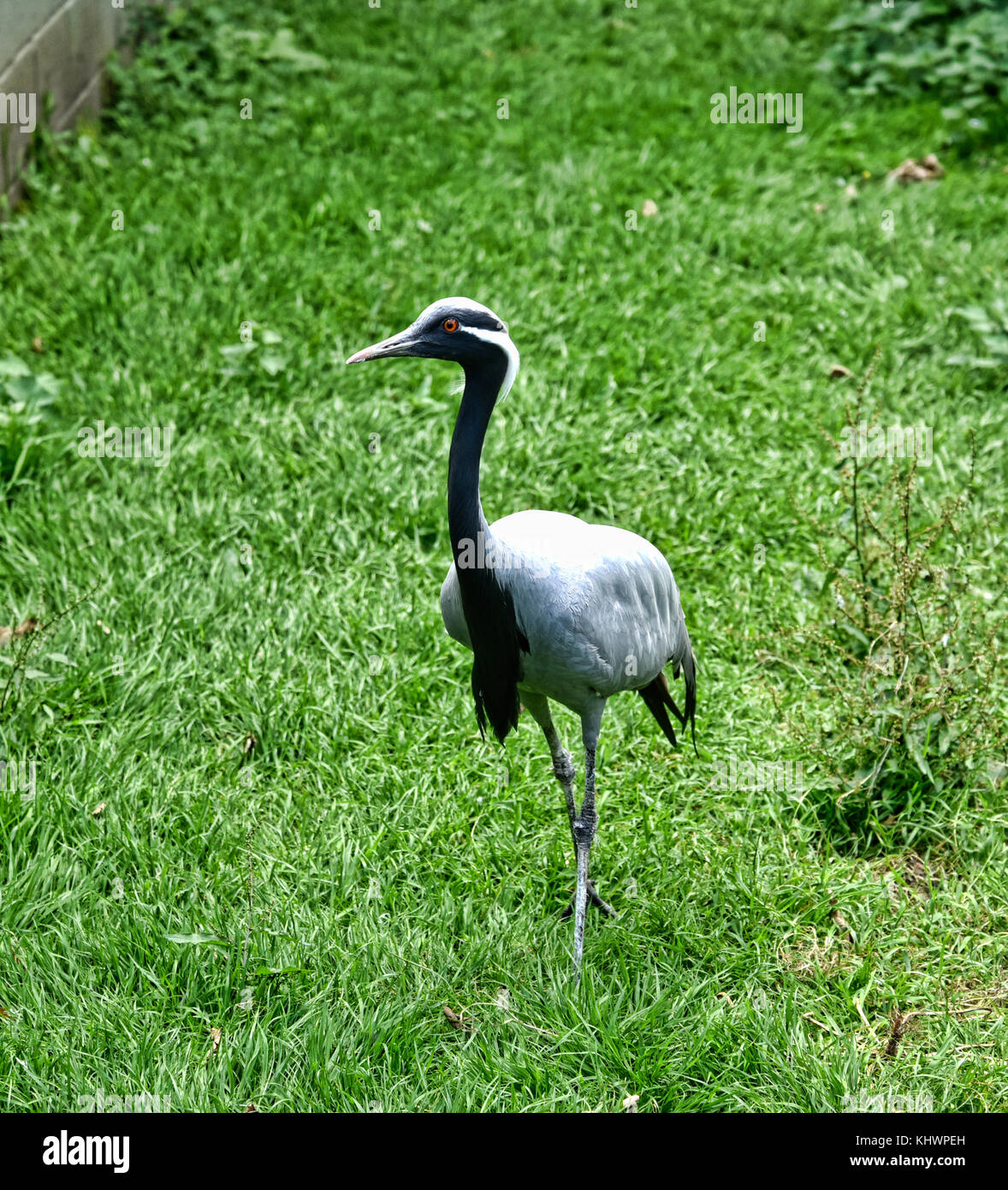 Bird Garden at Beautiful Country House near Leeds West Yorkshire that ...