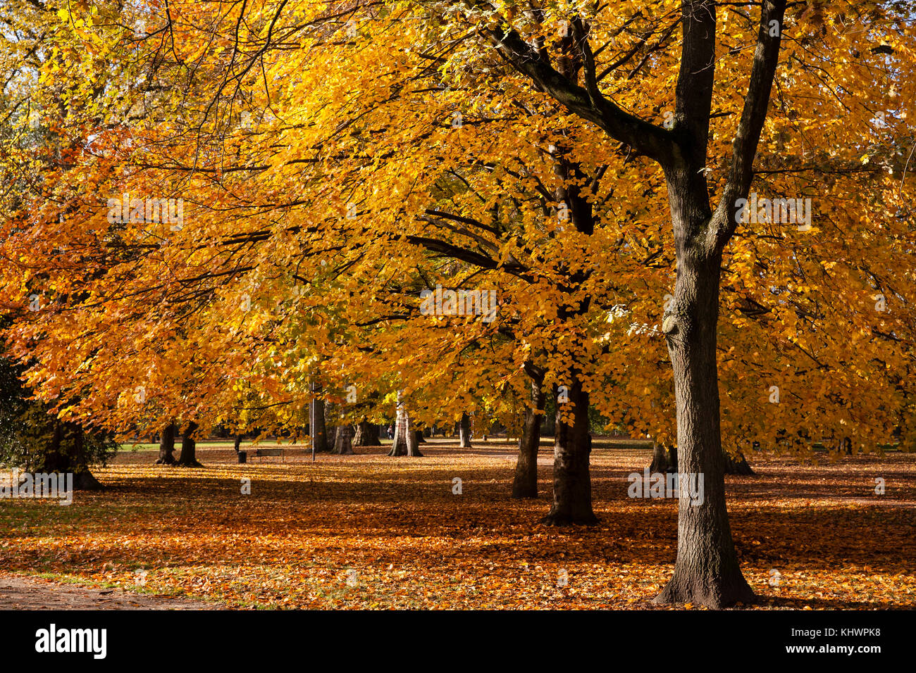 Germany, Cologne, autumn in the Stadtgarten (town garden). Deutschland ...