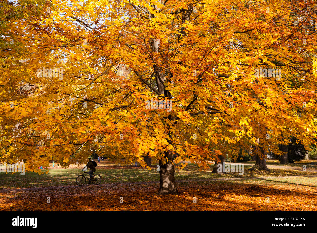 Germany, Cologne, autumn in the Stadtgarten (town garden). Deutschland ...