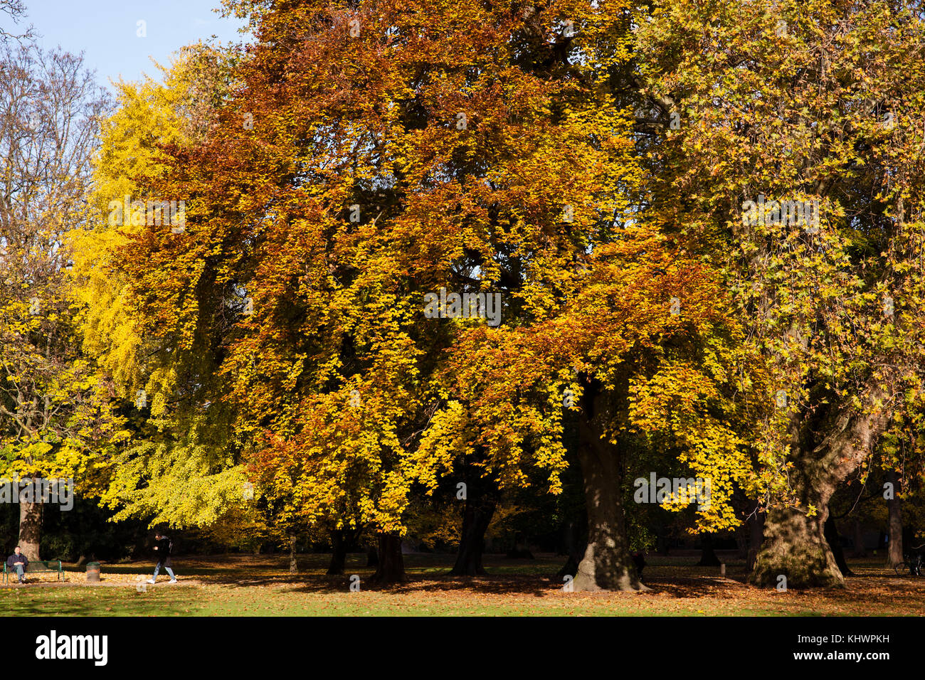 Germany, Cologne, autumn in the Stadtgarten (town garden). Deutschland ...