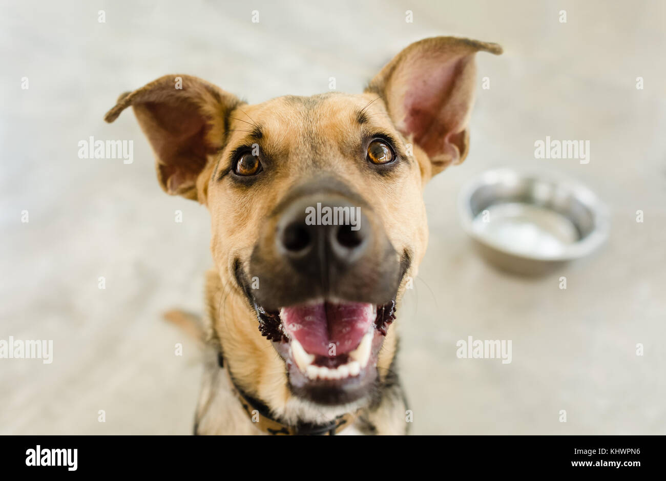 Dog bowl is a hungry German Shepherd waiting for someone to food in his ...