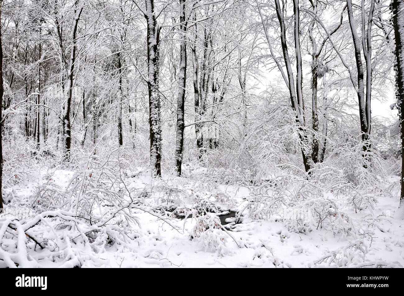 Winter landscape of snow a covered forest in Stoke Park woods ...
