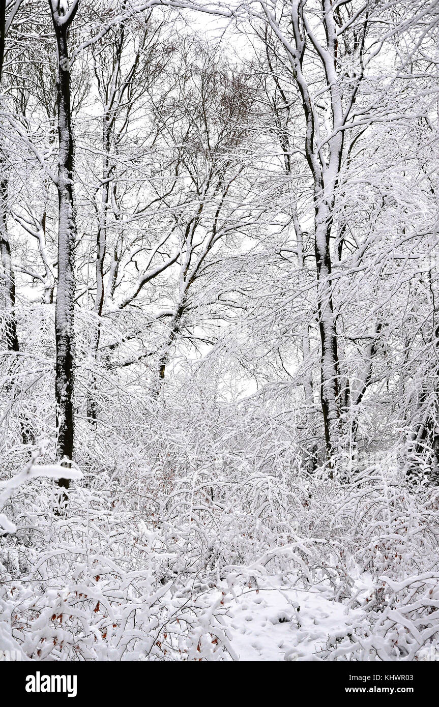Winter landscape of snow a covered forest in Stoke Park woods ...