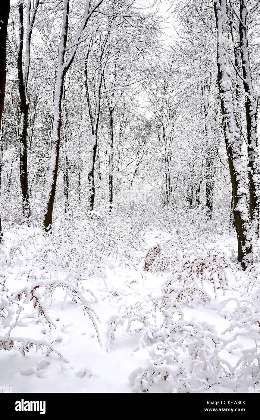 Winter landscape of snow a covered forest in Stoke Park woods ...