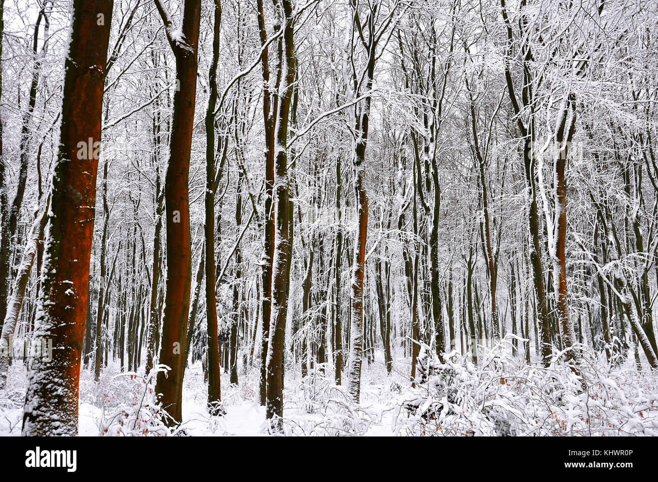 Winter landscape of snow a covered forest in Stoke Park woods ...