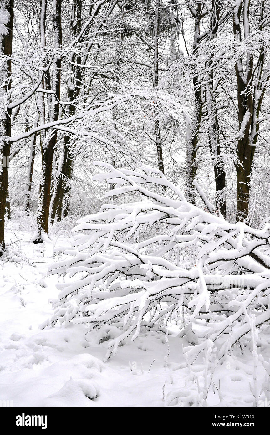 Winter landscape of snow a covered forest in Stoke Park woods ...