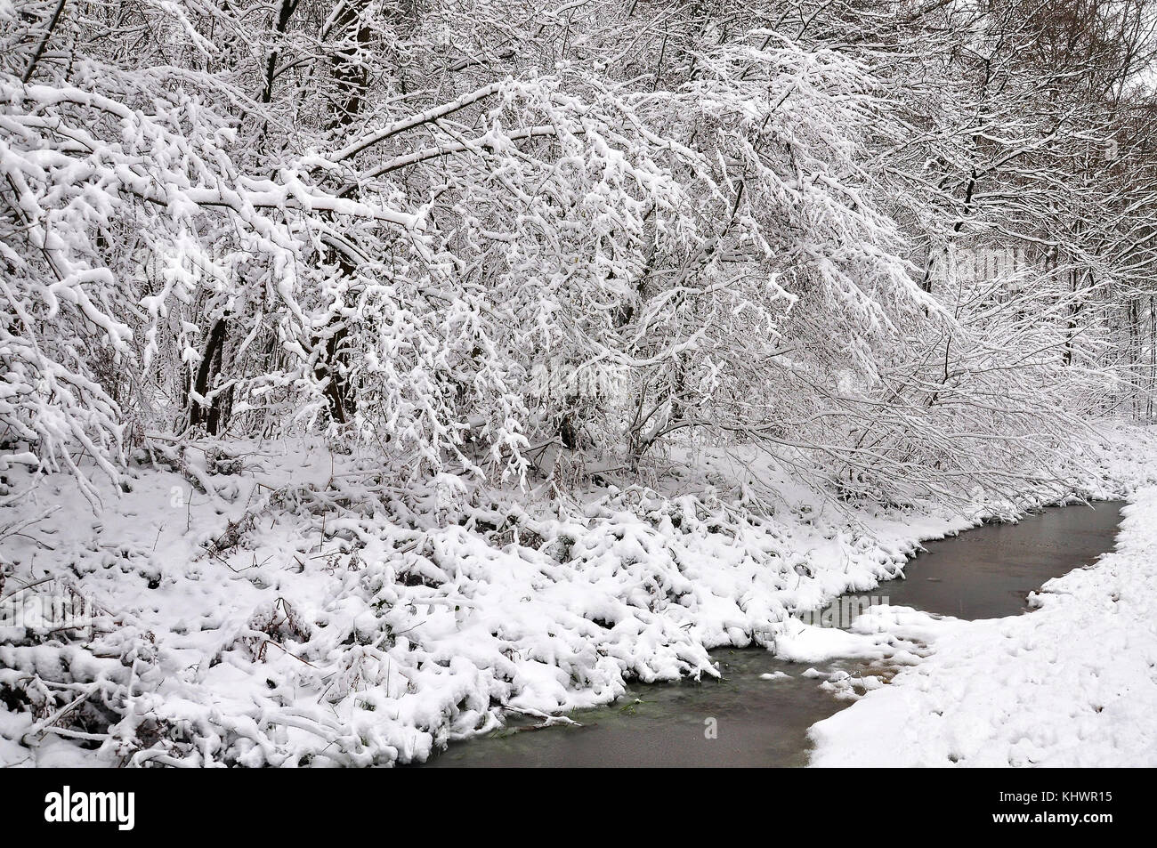 Winter landscape of snow a covered forest in Stoke Park woods ...